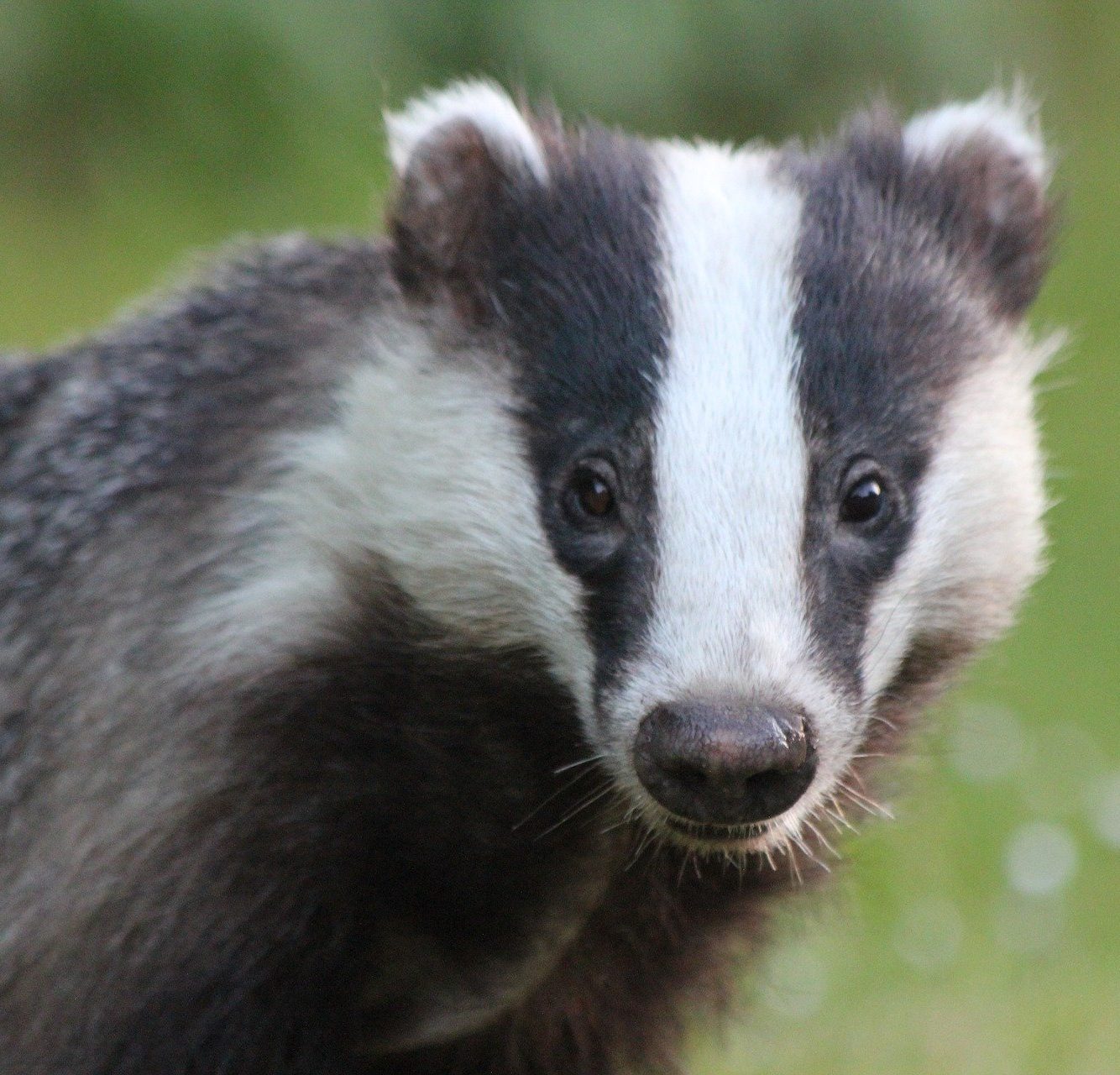 What do we do. – Norfolk Badger Trust