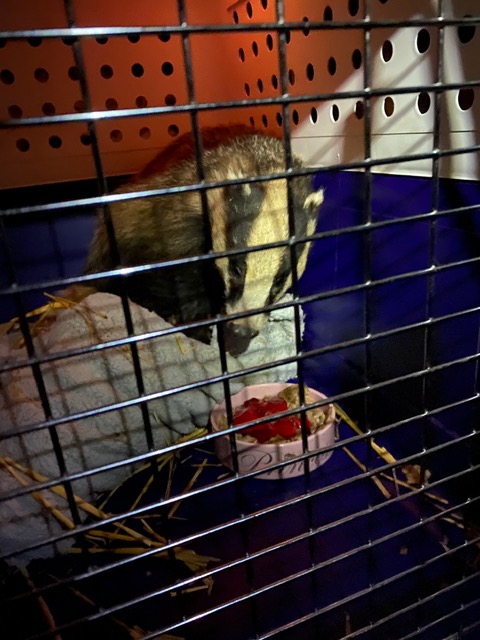 Sick or injured badger, crime in progress. 24/7 – Norfolk Badger Trust