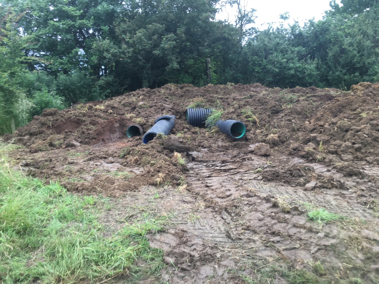 Join Us – Norfolk Badger Trust